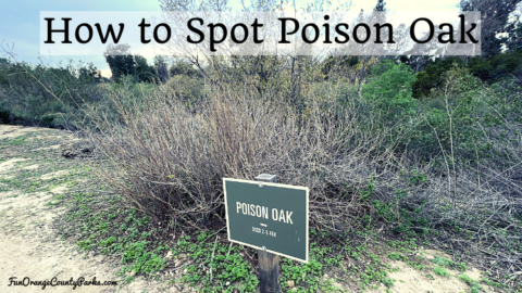 How to Spot Poison Oak in Southern California