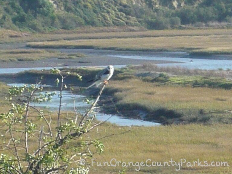 Muth Interpretive Center and Upper Newport Bay for Families