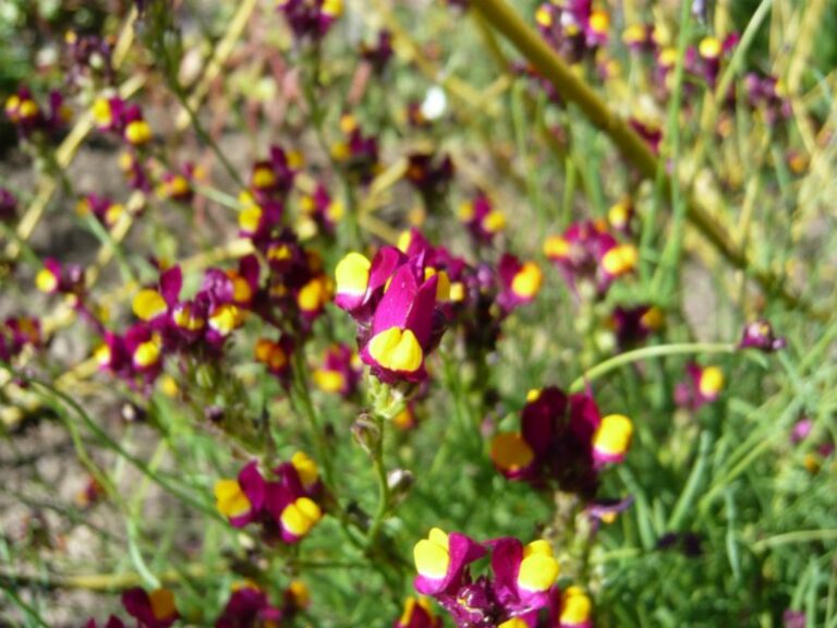 Color Walk at The Getty Center Gardens