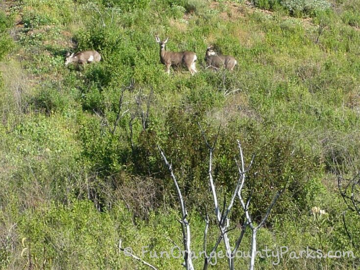Irvine Ranch Natural Landmarks for Families - Fun Orange County Parks