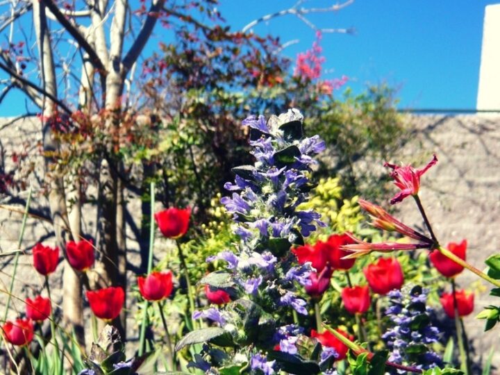 Color Walk at The Getty Center Gardens