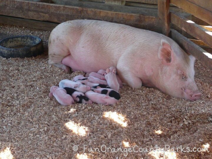 Centennial Farm at OC Fairgrounds in Costa Mesa