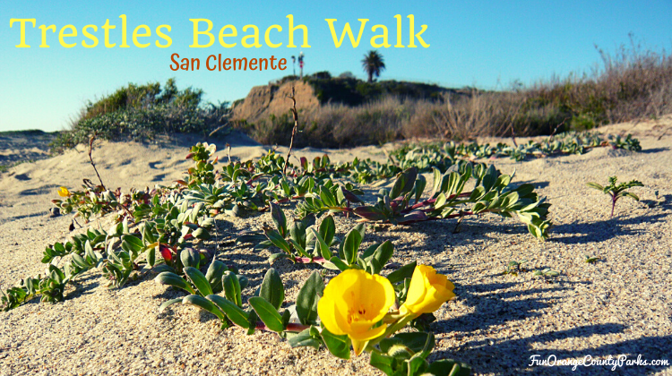Trestles: Beach Walking for Families in a Surfer's Paradise