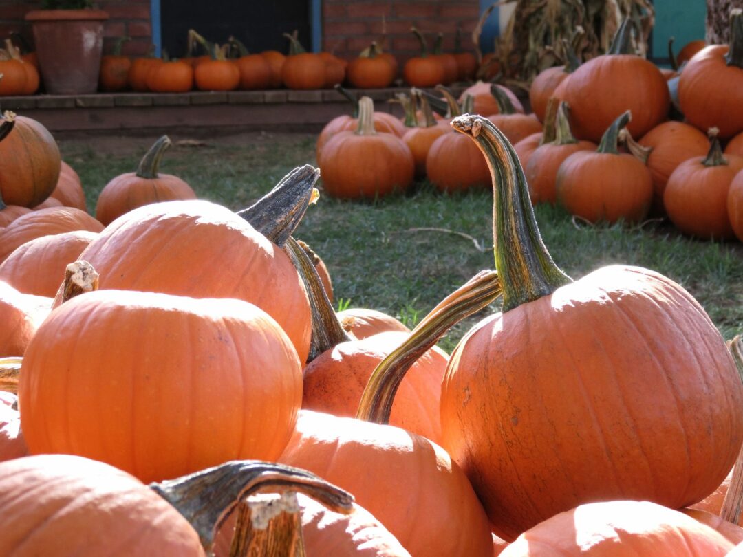 31 Days October Halloween Activities - Fun Orange County Parks