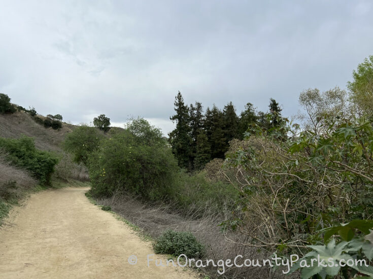 Redwoods Hike in Brea (5 Options for Families)