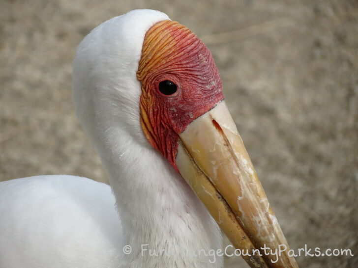The Living Desert Zoo & Gardens in Palm Desert for Families