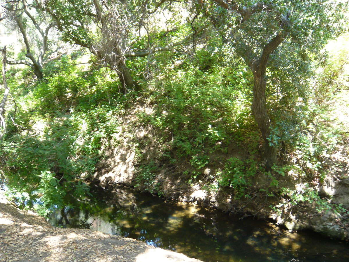 How to Spot Poison Oak in Southern California