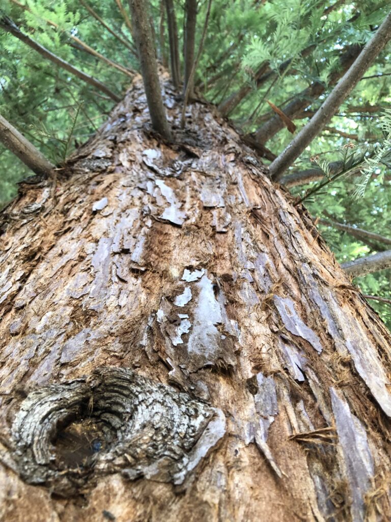 7 Places to See Redwoods in Orange County