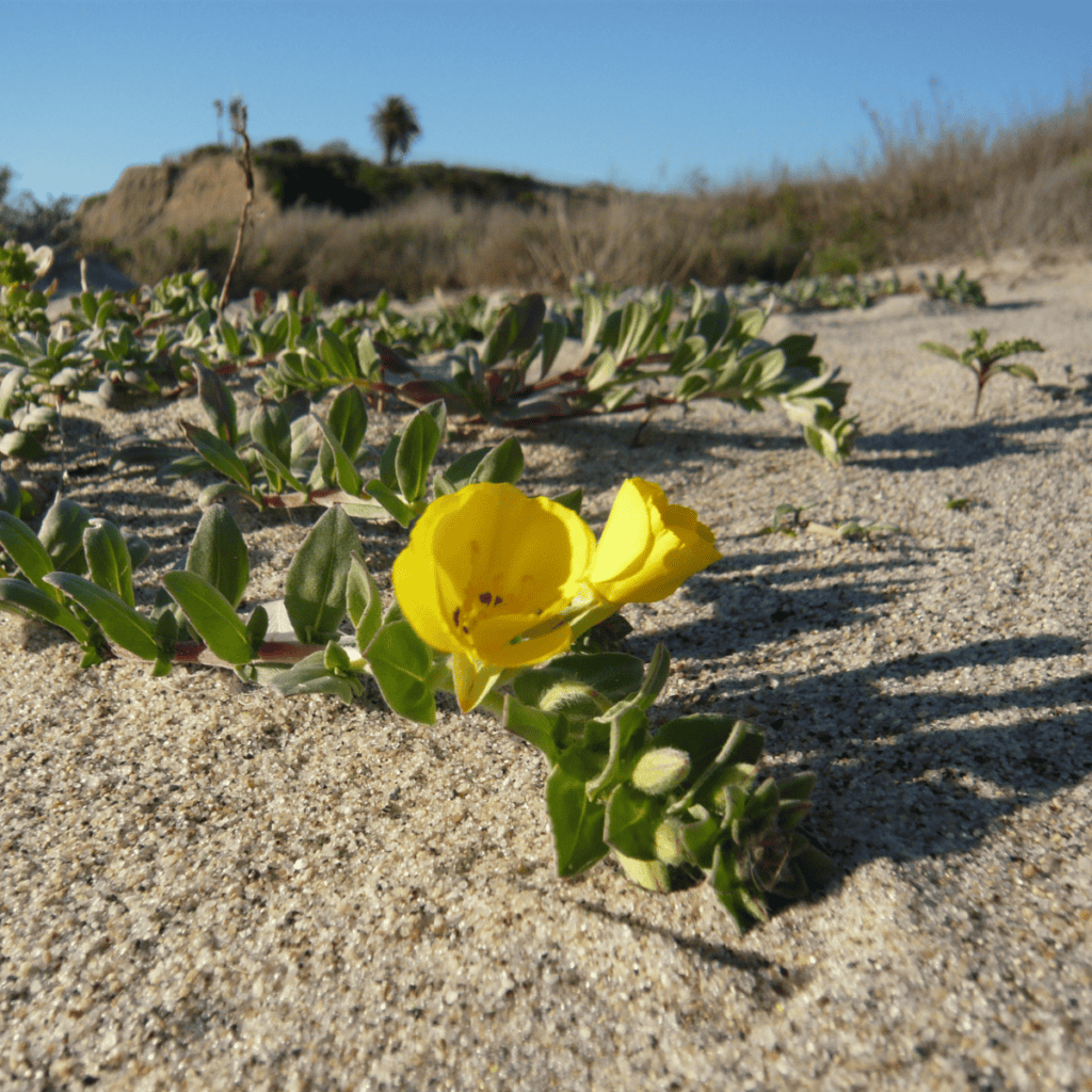 Strands Beach and Strand Vista Park in Dana Point